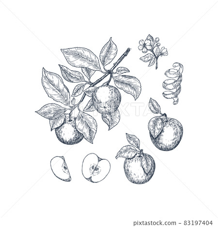 Apple Botanical Illustration