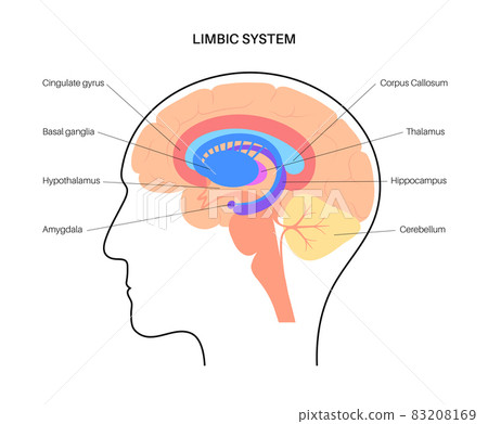 Brain limbic system - Stock Illustration [83208169] - PIXTA