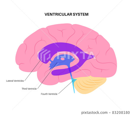 Ventricular system anatomy-插圖素材 [83208180] - PIXTA圖庫