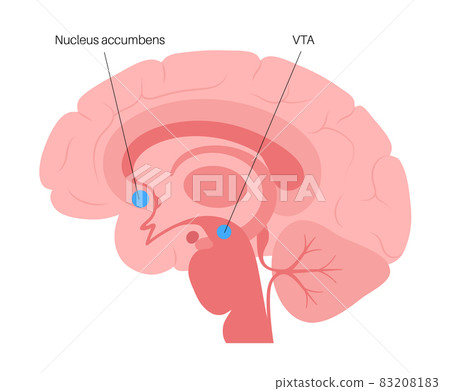 nucleus accumbens concept - Stock Illustration [83208183] - PIXTA