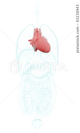 Draw the human CG heart from the front - Stock Illustration [83238943 ...