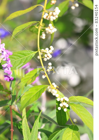 White Shikibu fruit - Stock Photo [83240154] - PIXTA