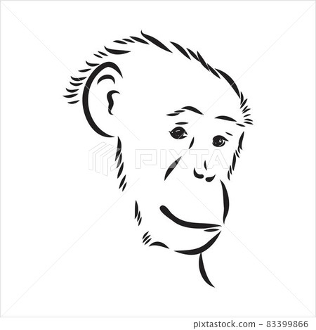 Hand drawn sketch of Ape isolated, Black and... - Stock Illustration ...