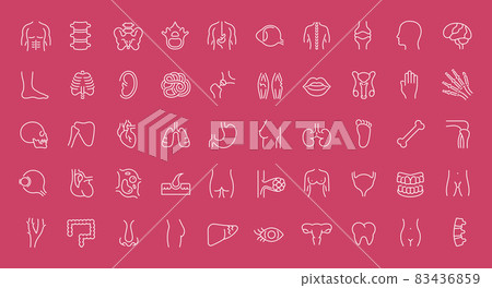 Set of Line Icons of Anatomy - Stock Illustration [83436859] - PIXTA