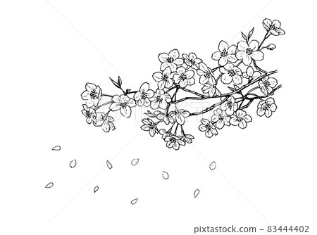 Cherry pen drawing - Stock Illustration [83444402] - PIXTA