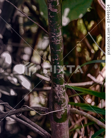Close-up of the stem of a young, green tree. - Stock Illustration ...