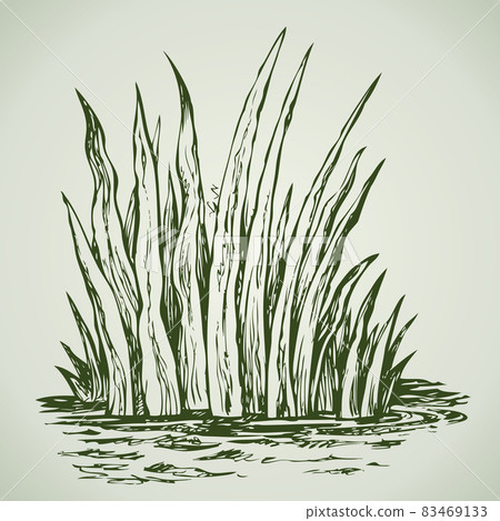Green grass. Vector drawing - Stock Illustration [83469133] - PIXTA
