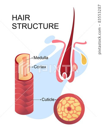 human hair structure educational poster - Stock Illustration [83553287 ...