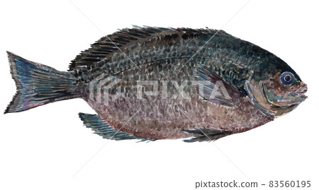 Girella punctata watercolor illustration of... - Stock Illustration ...