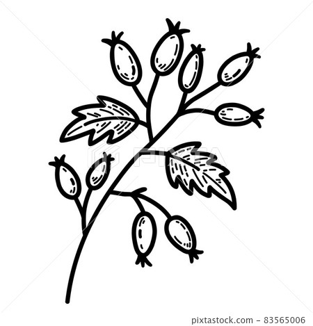 Sprig with rose hips and leaves isolated on... - Stock Illustration ...