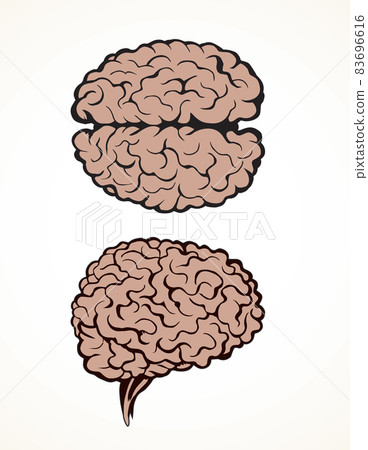 Brain. Vector drawing - Stock Illustration [83696616] - PIXTA