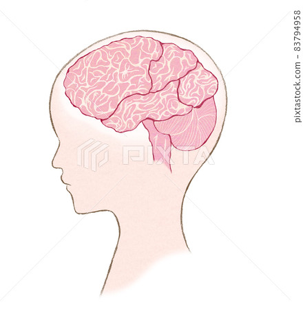 Human head and brain structure without letters - Stock Illustration ...