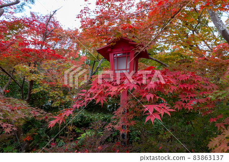 Autumn leaves of Kyoto Hoyama shrine - Stock Photo [83863137] - PIXTA
