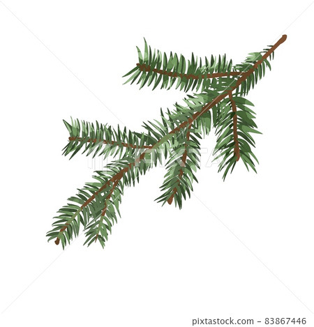 Watercolor spruce branch. A branch of a... - Stock Illustration [83867446] - PIXTA