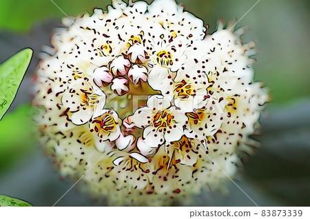 Pastel-like "round spherical flower" American... - Stock Illustration ...