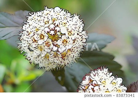 Pastel-like "round spherical flower" American... - Stock Illustration ...
