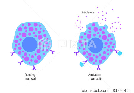 Mast cell poster - Stock Illustration [83891403] - PIXTA