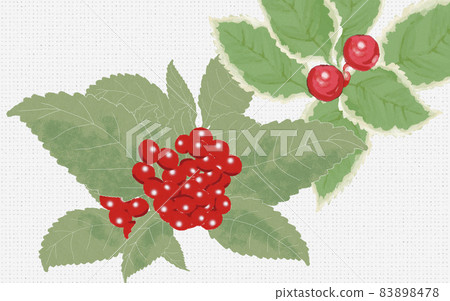 Red fruit plants Senryo and Juryo Yabukouji... - Stock Illustration ...