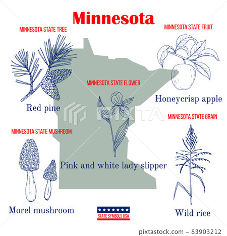 Minnesota. Set of USA official state symbols - Stock Illustration ...