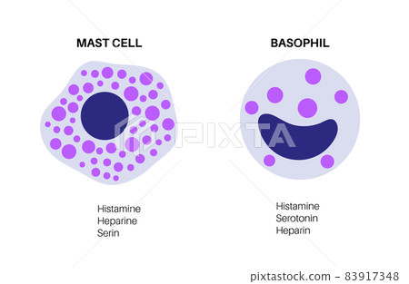 Basophil and mast cell - Stock Illustration [83917348] - PIXTA