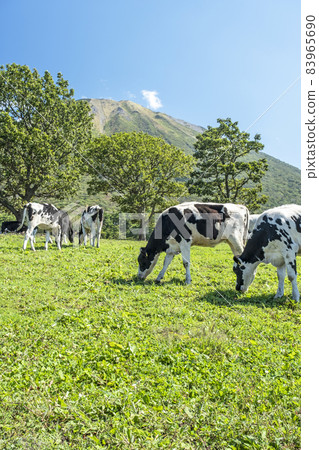 Cows grazing in Daisen (near Daisen Makiba Milk... - Stock Photo ...