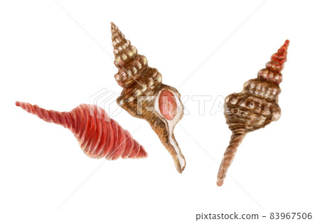 Fusinus perplexus 手繪水彩畫-插圖素材 [83967506] - PIXTA圖庫