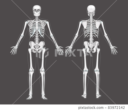 Set of Skeleton system Humans realistic diagram... - Stock Illustration ...