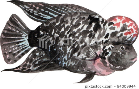 Flower horn fish watercolor png - Stock Illustration [84009944] - PIXTA