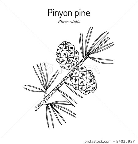 Pinyon or nut pine Pinus edulis , state tree of... - Stock Illustration ...