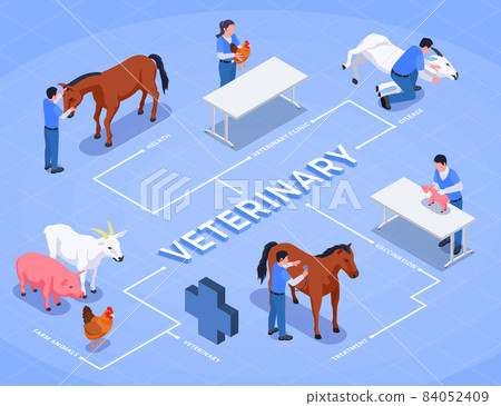 Farm Animals Veterinary Isometric Flowchart-插圖素材 [84052409] - PIXTA圖庫