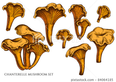 Vector set of hand drawn colored chanterelle - Stock Illustration ...