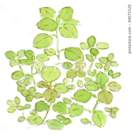 Watercolor illustration of chickweed... - Stock Illustration [84073326 ...