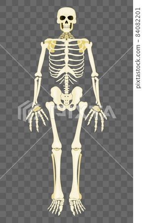 human skeleton stands on a transparent background - Stock Illustration ...