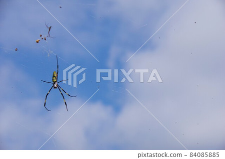 Jiro Spider - Stock Photo [84085885] - PIXTA