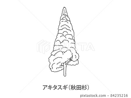 [Prefectural tree] Akitasugi (Akita cedar)... - Stock Illustration ...
