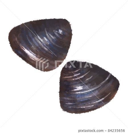 Shijimi freshwater clam hand-painted illustration - Stock Illustration ...