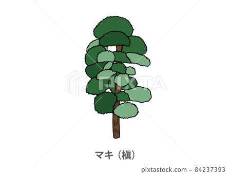 [Prefectural tree] Maki (Maki) Chiba prefecture - Stock Illustration ...