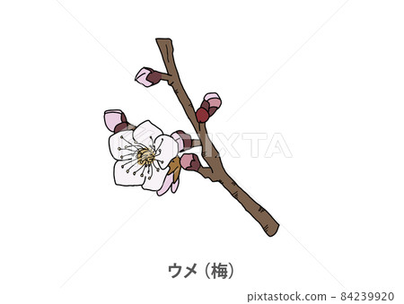 [Prefectural flower] Ume (plum) Fukuoka prefecture - Stock Illustration ...