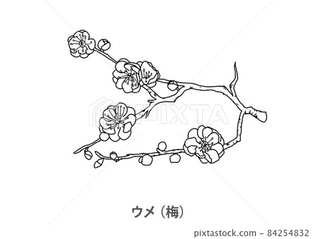 [Prefectural flower] Ume (plum) Wakayama... - Stock Illustration ...