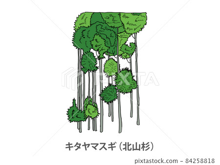 [Prefectural tree] Kitayama Sugi (Kitayama... - Stock Illustration ...