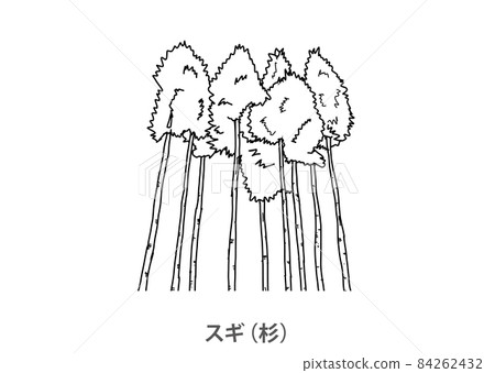 [Prefectural tree] Sugi (sugi) Nara... - Stock Illustration [84262432 ...