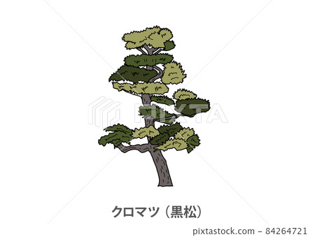 [Prefectural tree] Black pine (Kuromatsu)... - Stock Illustration ...
