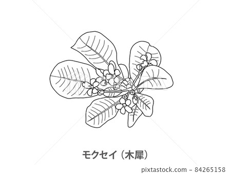 [Prefectural tree] Sweet osmanthus (Sweet... - Stock Illustration ...
