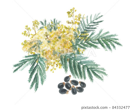 Morishima acacia flowers and seeds - Stock Illustration [84332477] - PIXTA