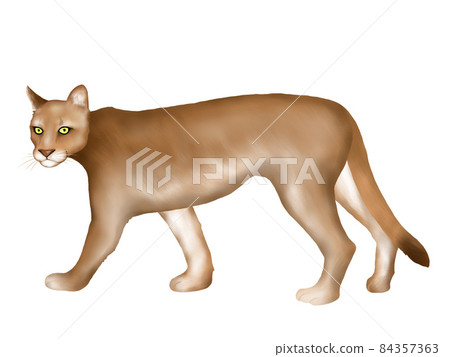 Puma full body illustration - Stock Illustration [84357363] - PIXTA