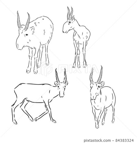 Saiga Antelope Drawing