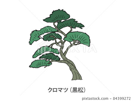 [Prefectural tree] Black pine (Kuromatsu) Gunma... - Stock Illustration ...
