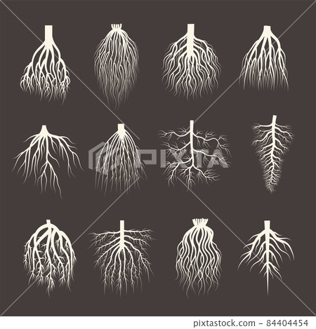 Root system. Wooden roots from tree botanical... - Stock Illustration ...