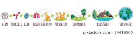 Hierarchy of biological life from simple cell... - Stock Illustration ...