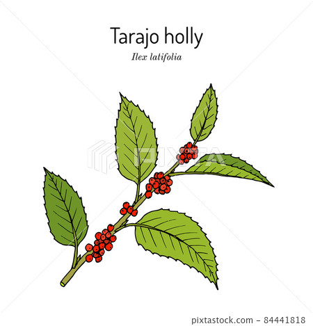 Tarajo holly Ilex latifolia , edible and... - Stock Illustration ...
